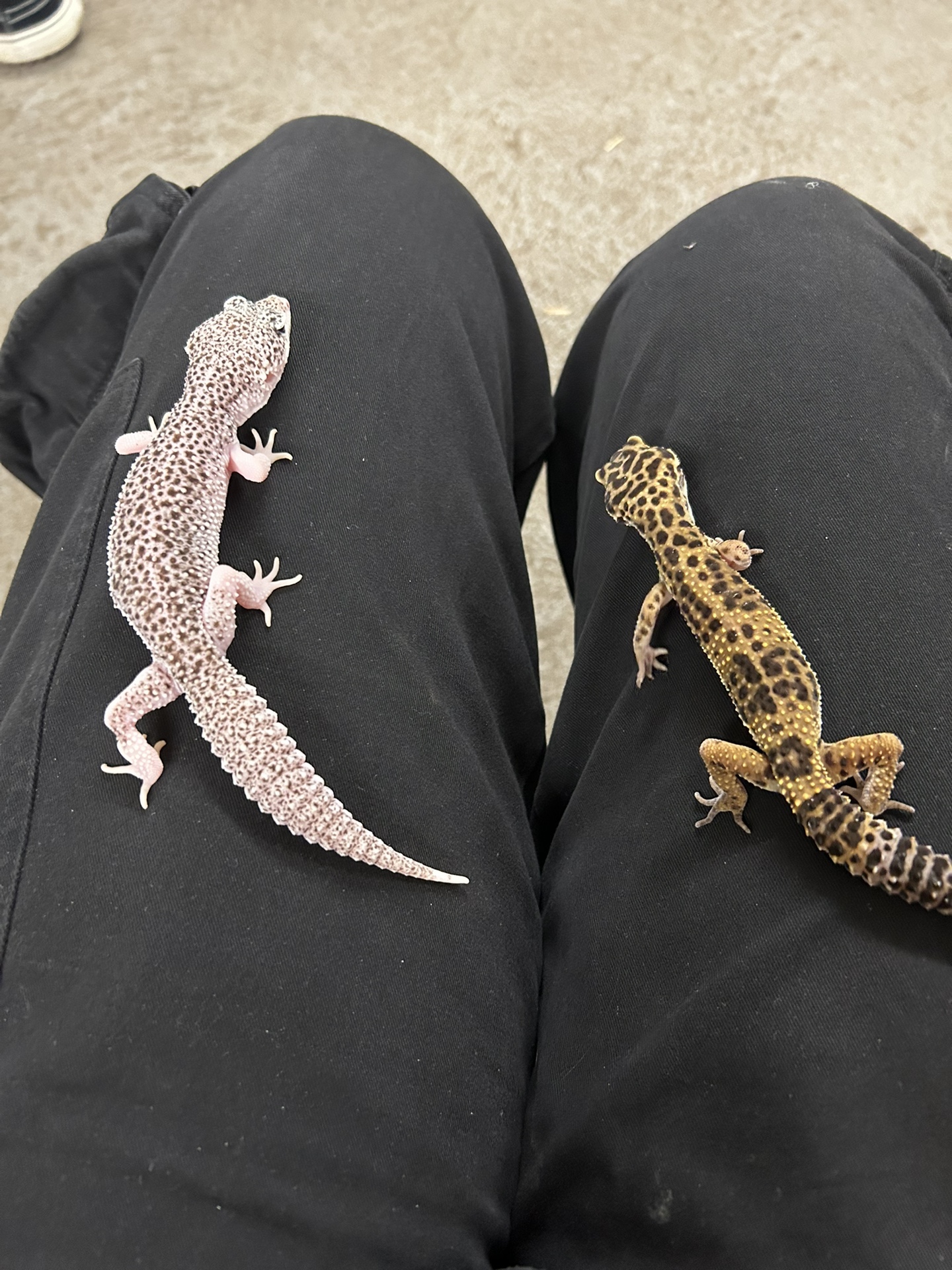 Leopard geckos!! | HoYoLAB