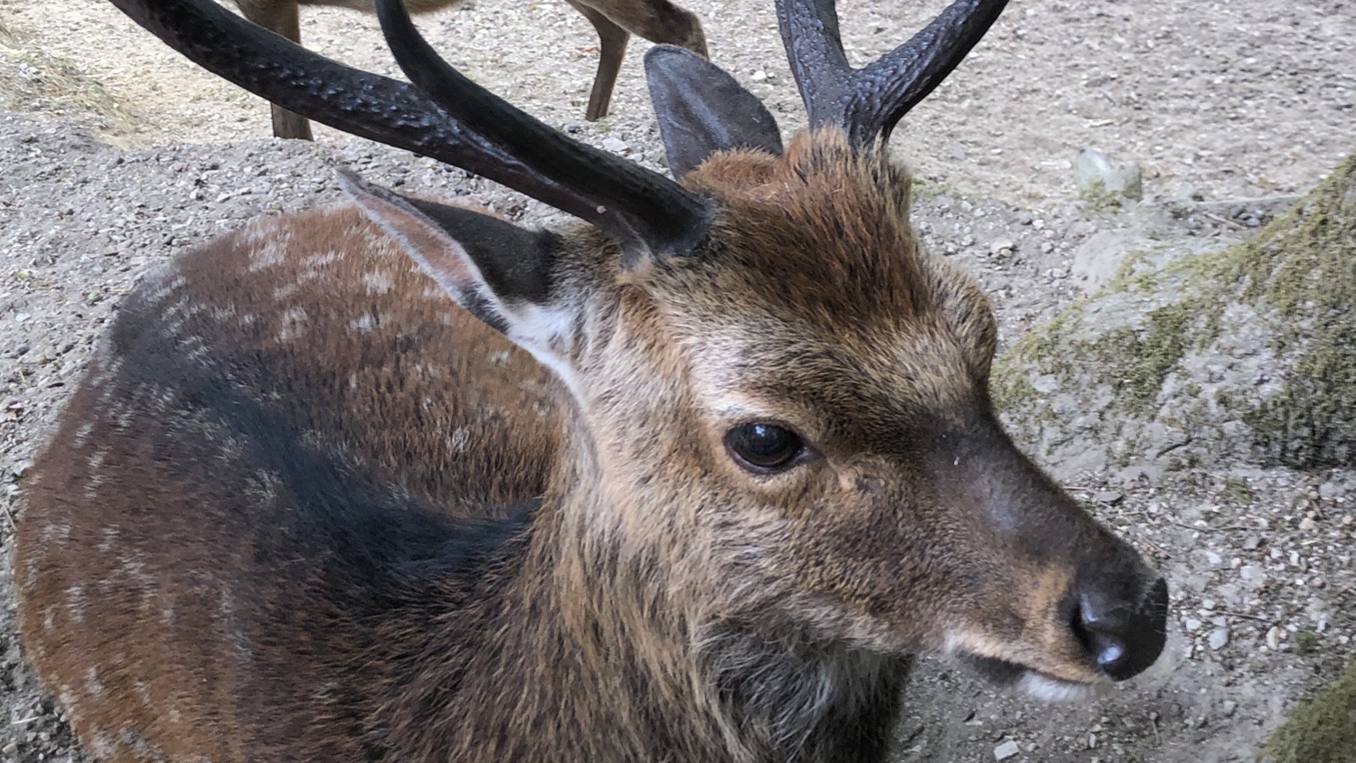 Tell me, how is Rappa a ninja? Honkai: Star Rail | HoYoLAB