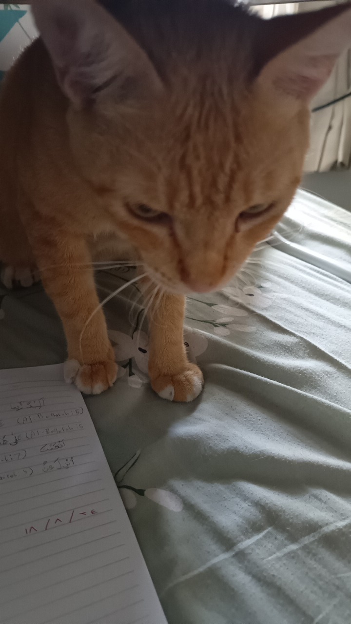 PUNG IS NOW BETTER!!! | HoYoLAB