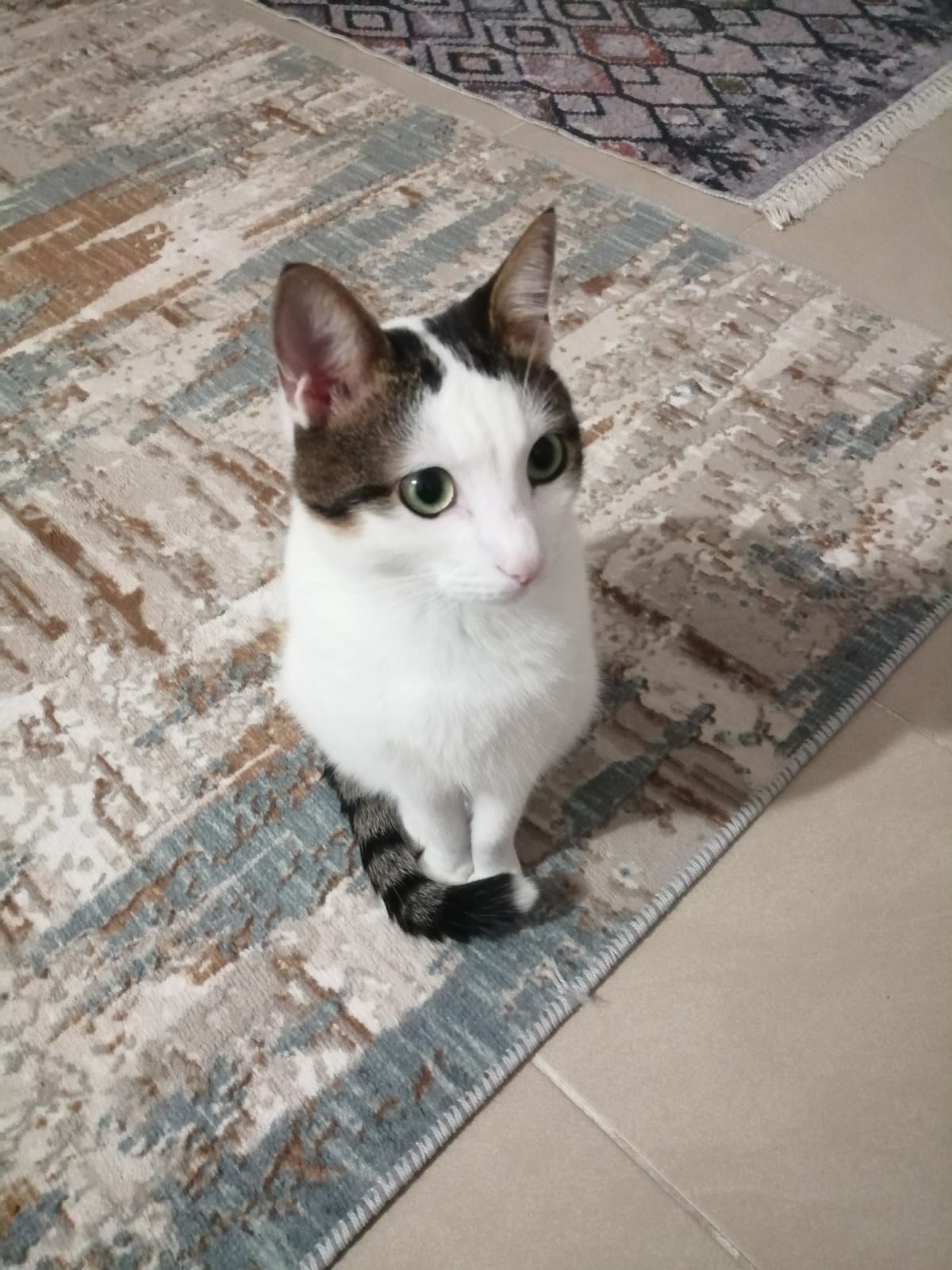Waiting for Yanagi to arrive (my cat is unrelated) Zenless Zone Zero ...