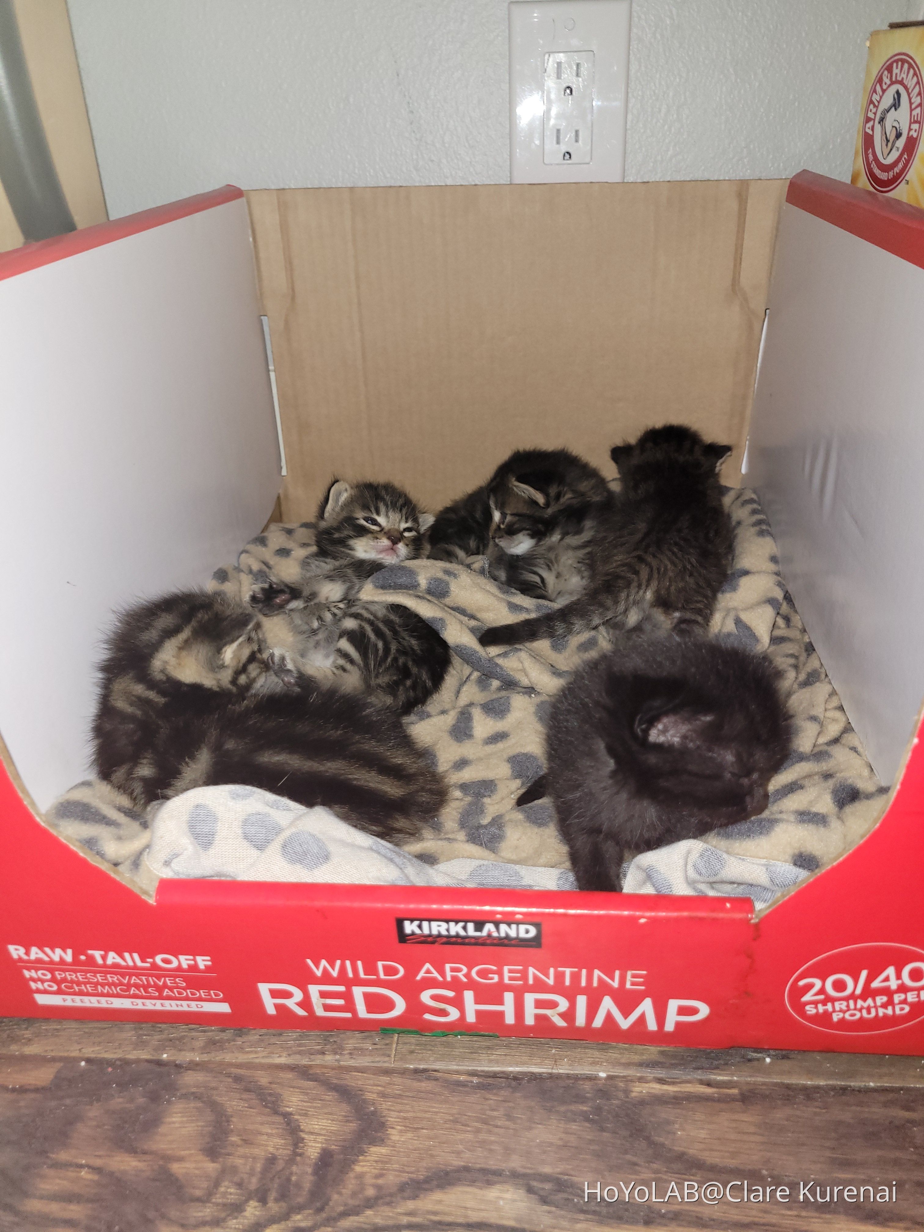 Cutest shrimp you'll ever see | HoYoLAB