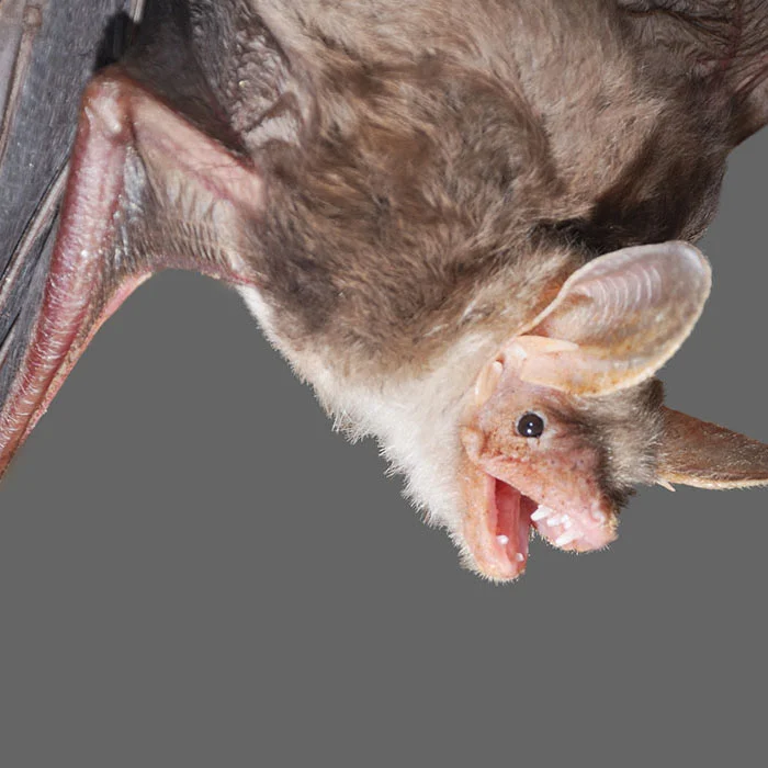 ZZZ BAT THIREN PETITION Zenless Zone Zero | HoYoLAB