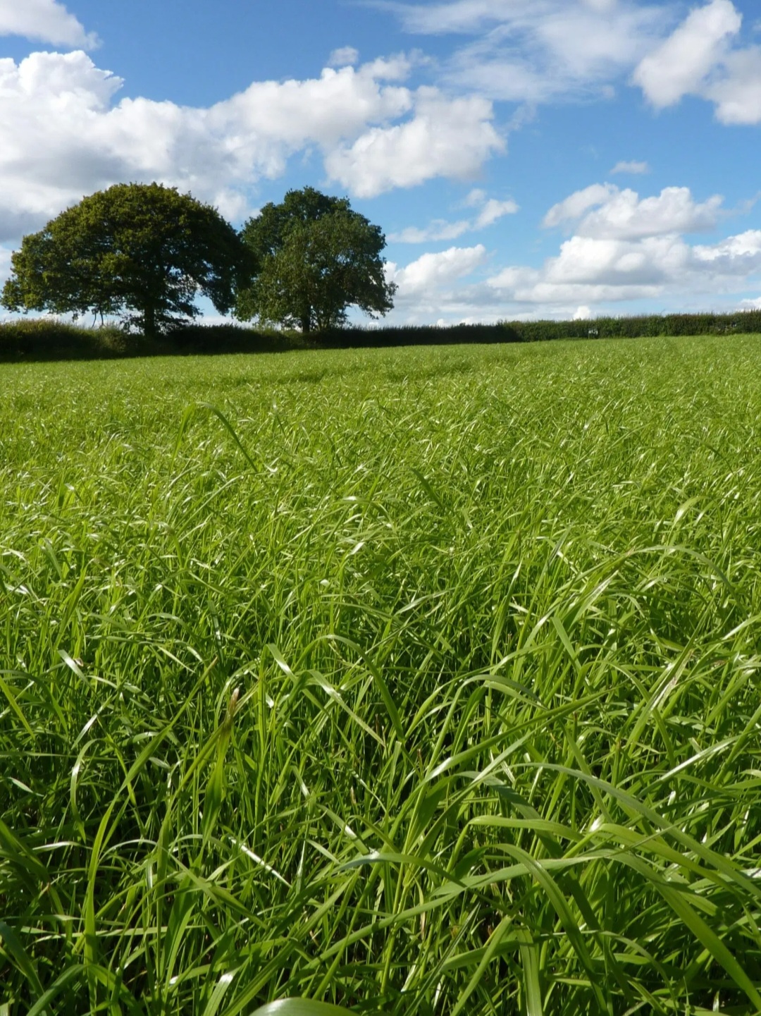 For when you're told to touch grass Genshin Impact | HoYoLAB