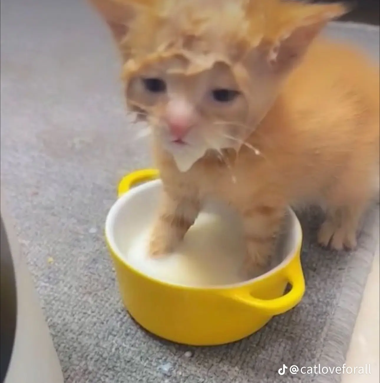 Wanted Anby Cinema But Got Yanagi💔 Zenless Zone Zero | HoYoLAB