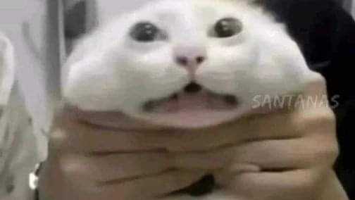 Ando aburrido quien para jugar? 0wo Genshin Impact | HoYoLAB