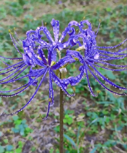 Daily dose of flowers