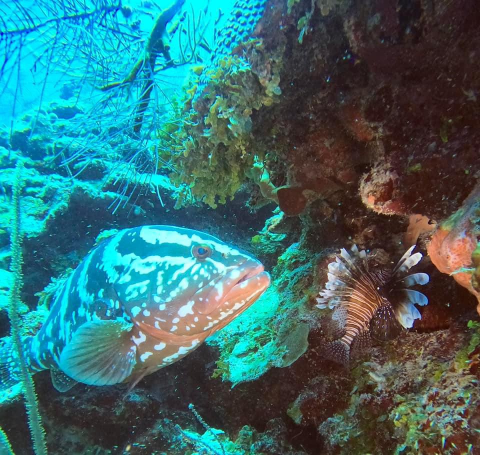🦈 fish pictures!! || happy 5.2