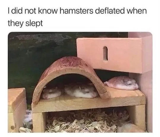 Cute!!!!!!!! (Day 48 of waiting for Emilie rerun) Genshin Impact | HoYoLAB