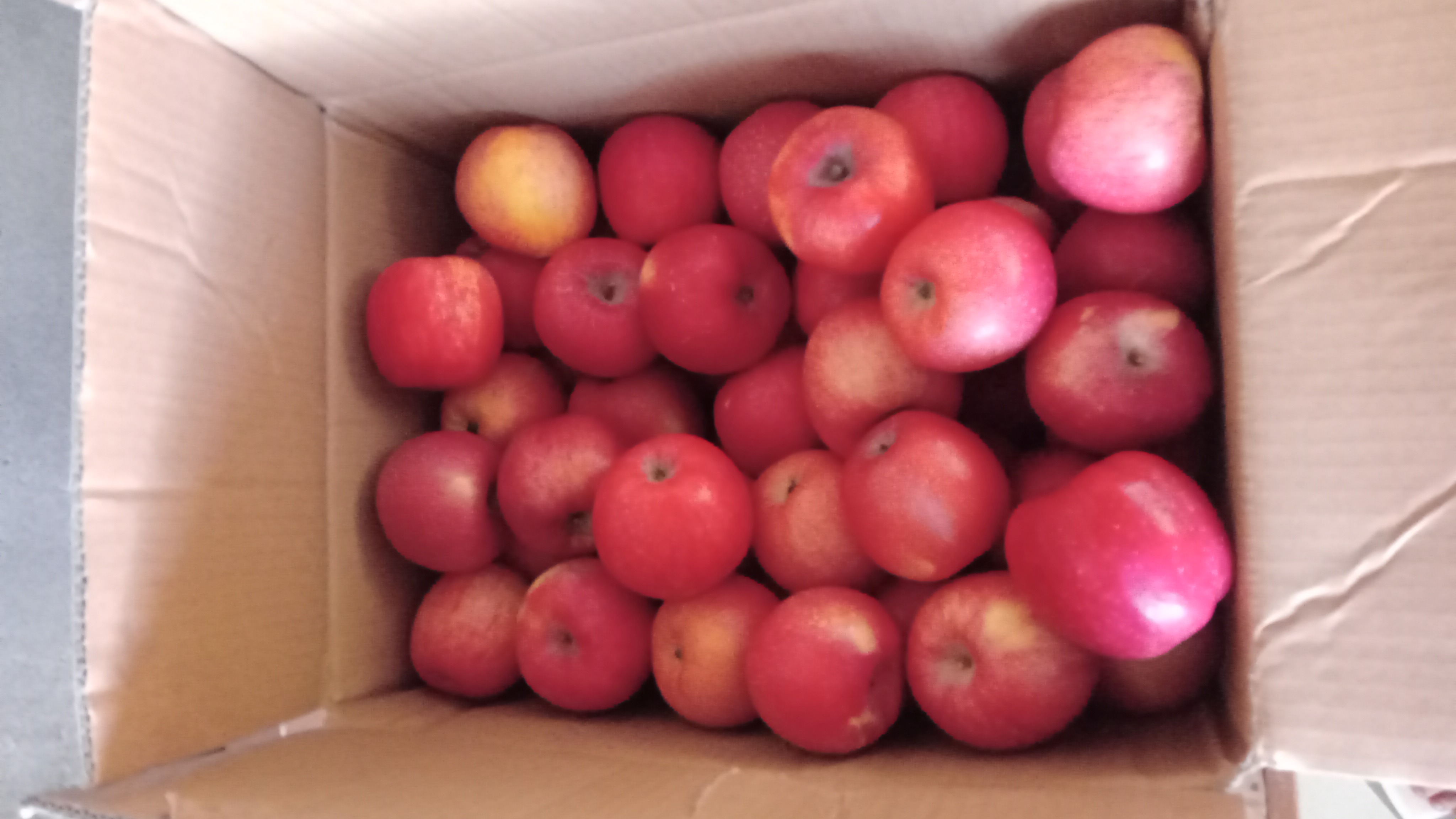 SUMMONING VENTI!! Genshin Impact | HoYoLAB