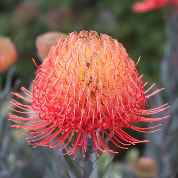 ~Daily dose of flowers~ day 22 | HoYoLAB