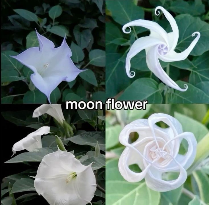 ~Daily dose of flowers~ day 25 Genshin Impact | HoYoLAB