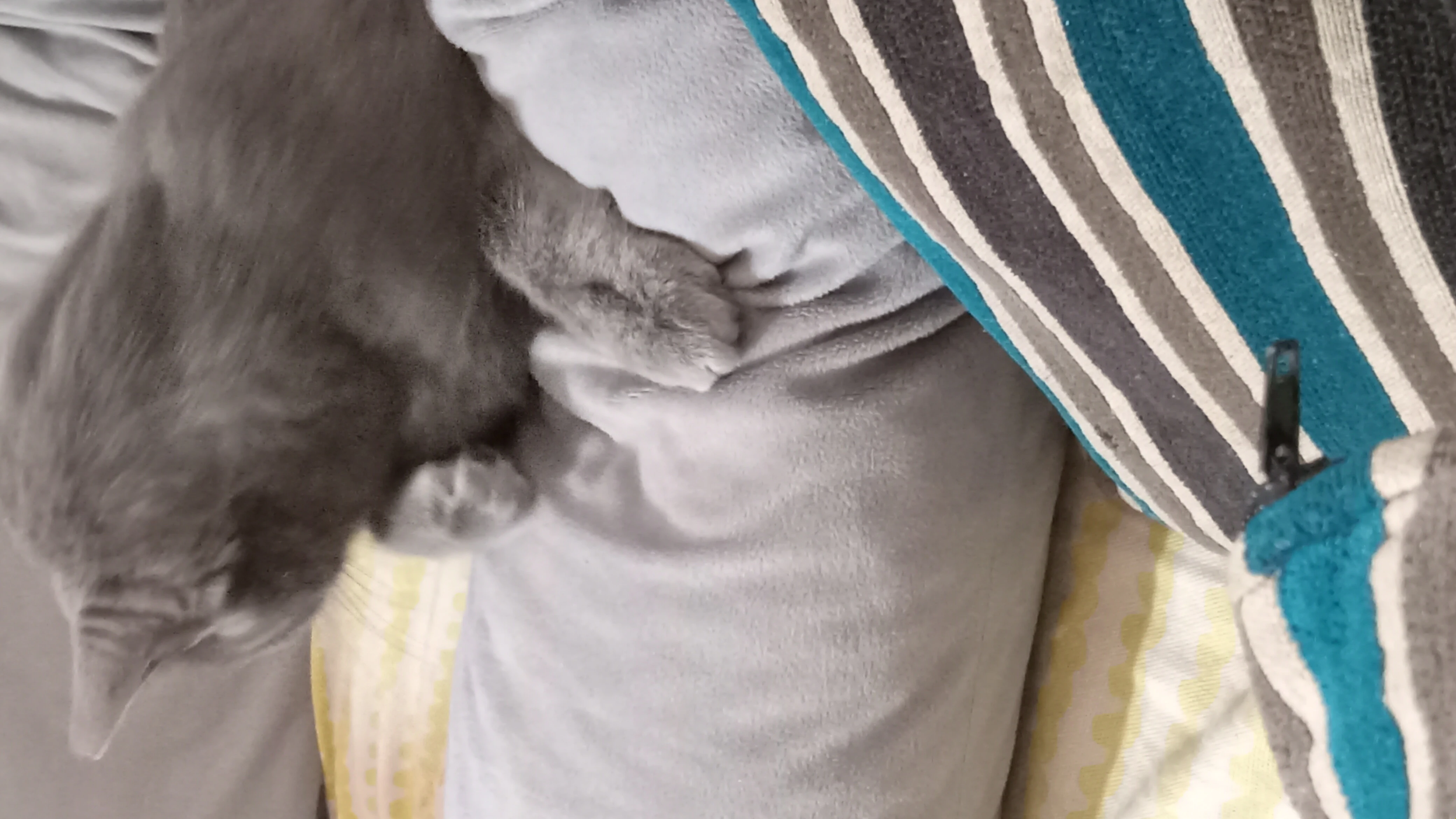 pictures of my cat... | HoYoLAB