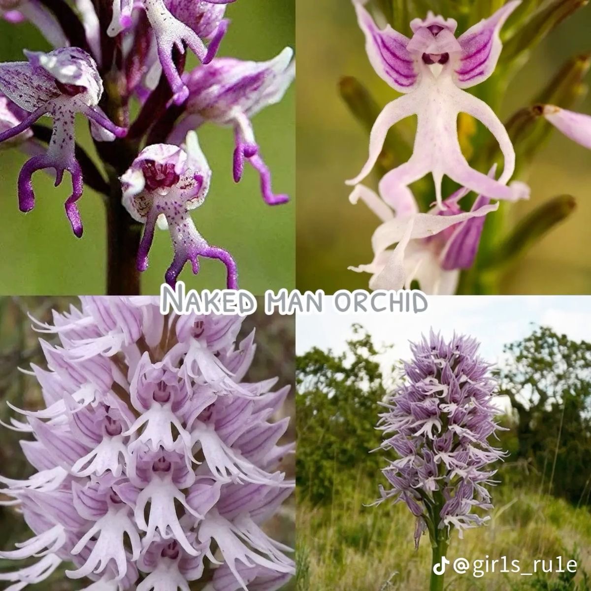 ~daily dose of flowers~ day 27 Genshin Impact | HoYoLAB