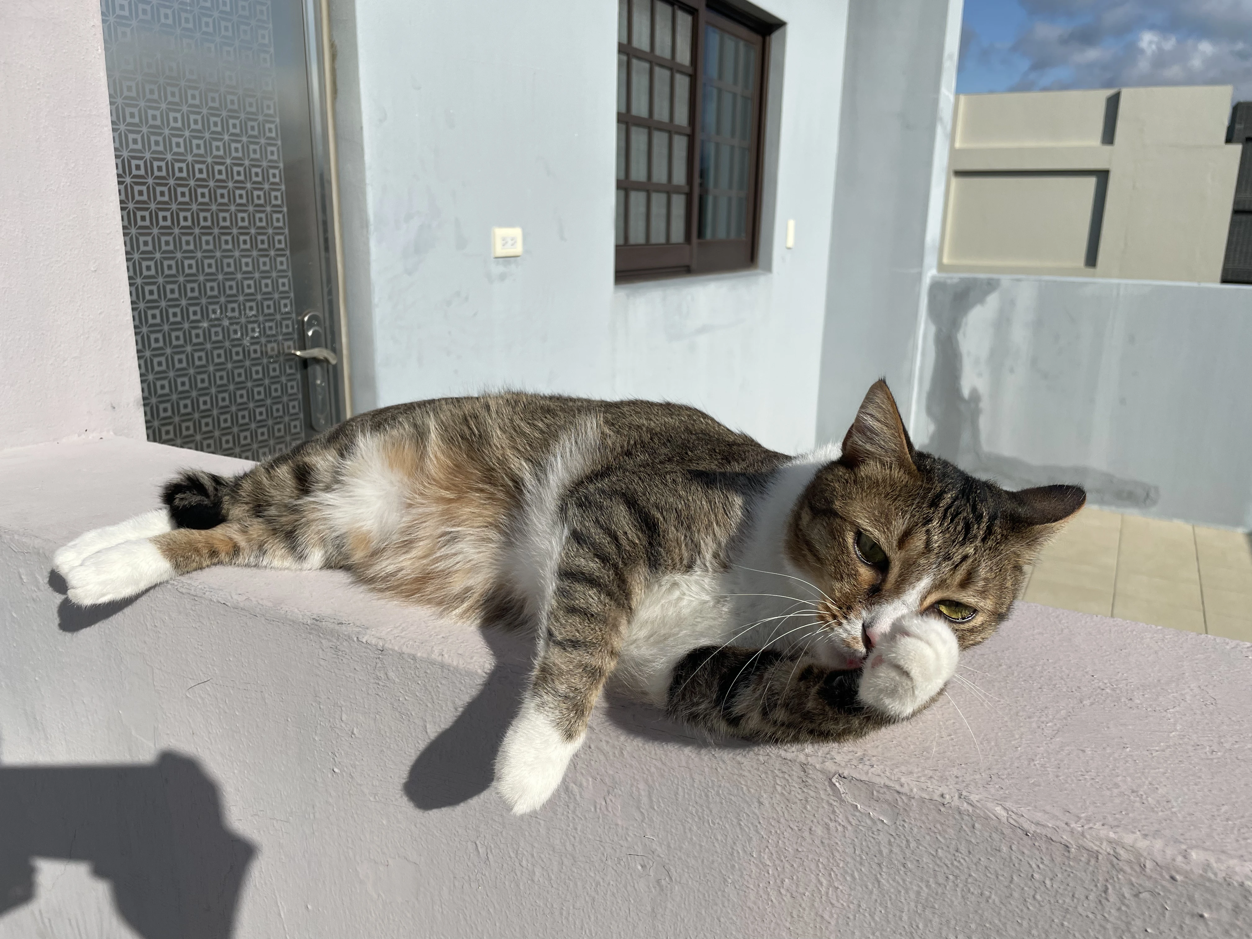 Cat Zenless Zone Zero | HoYoLAB