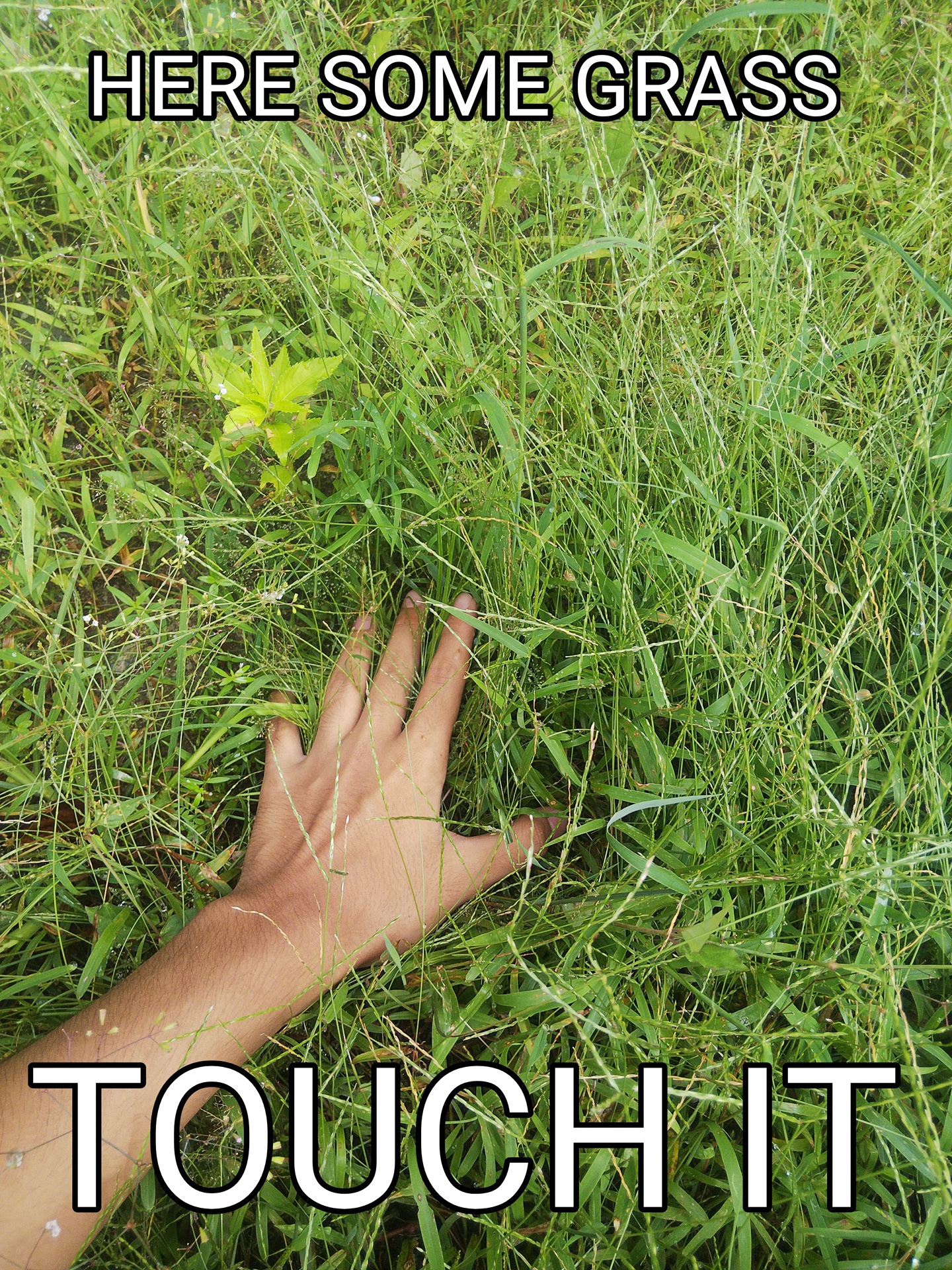 Reminder to touch grass!! Genshin Impact | HoYoLAB