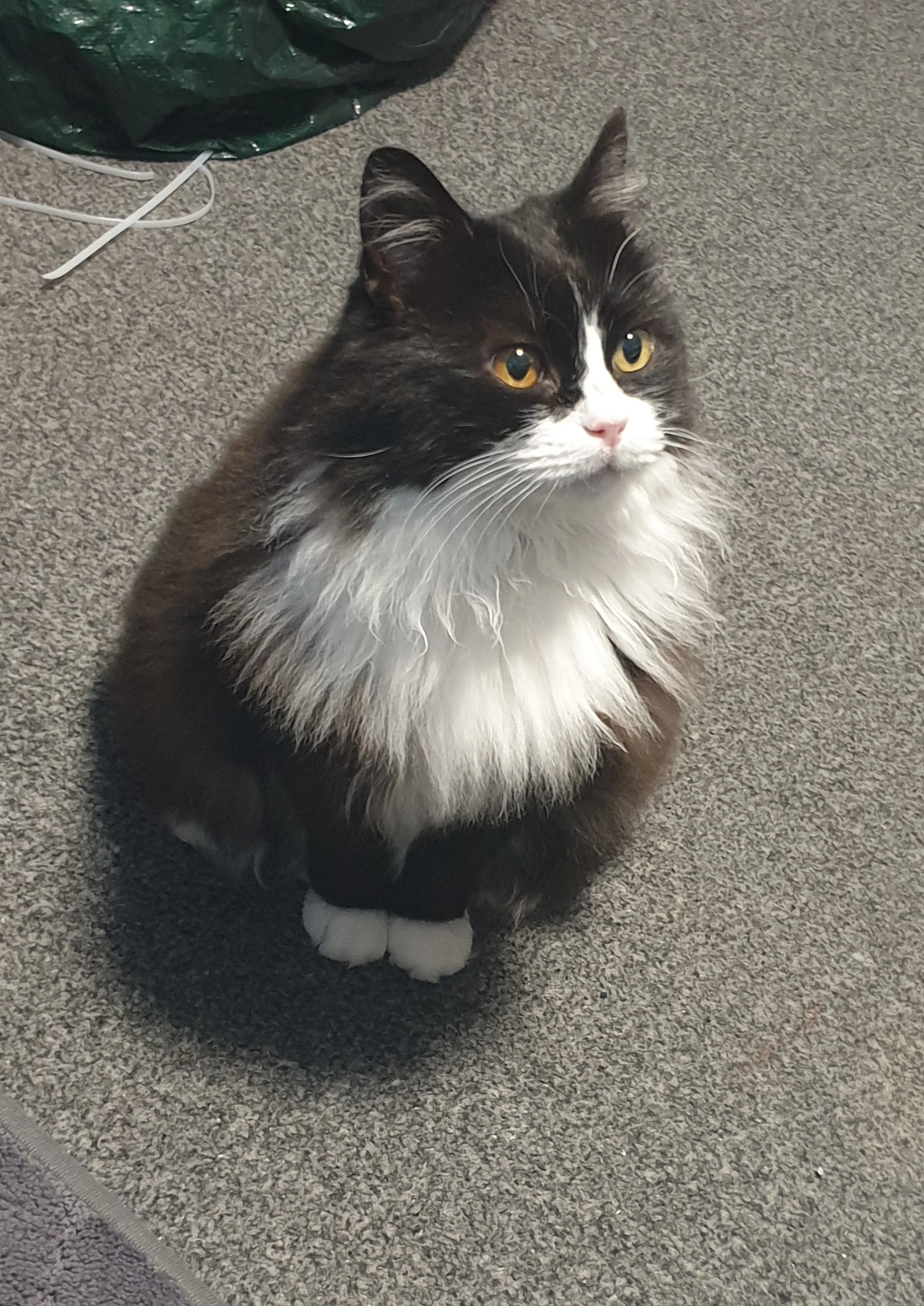 URGENT. A bunch of adorable pictures I took of my cat, Alfie, this ...