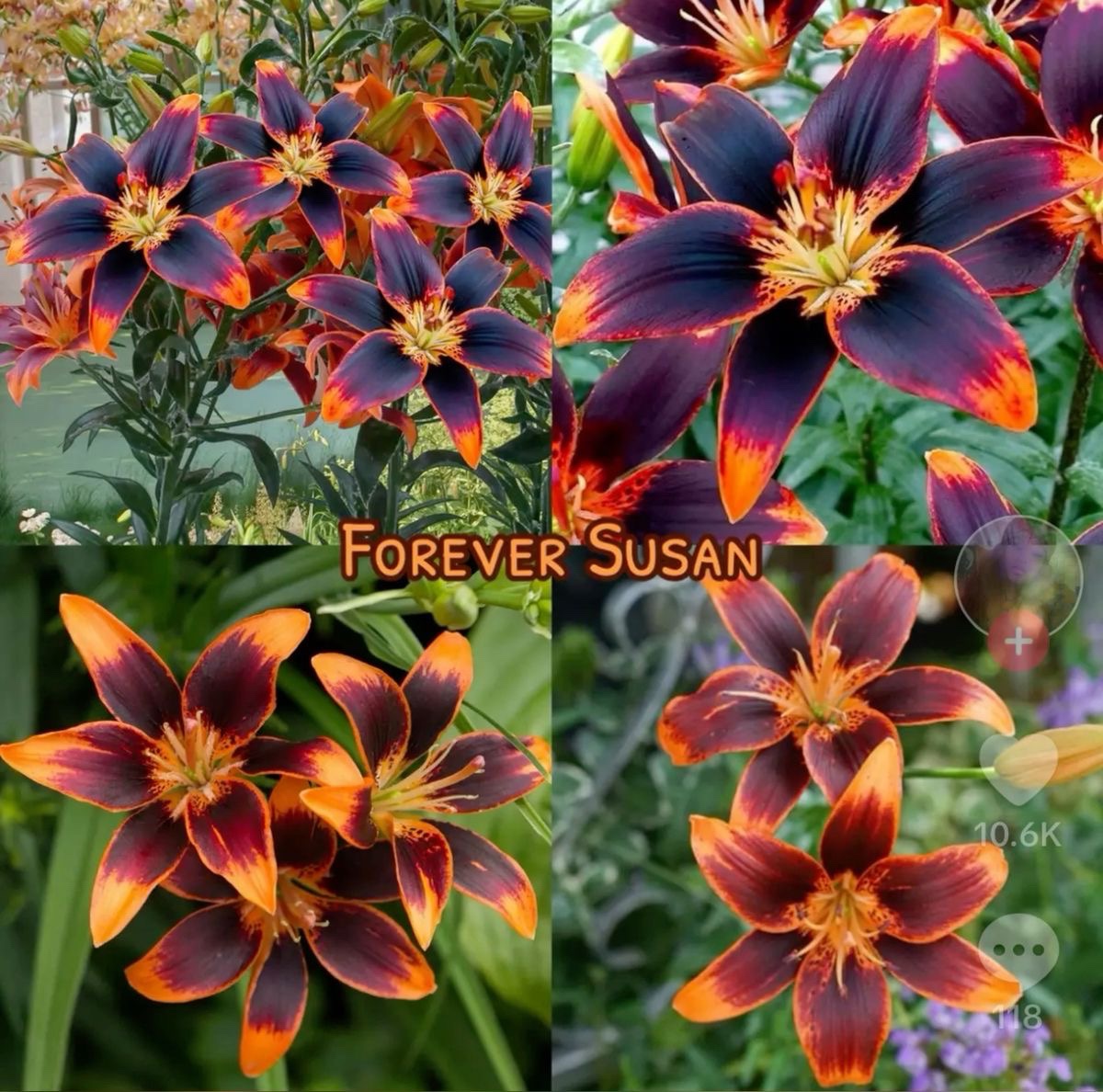 ~daily dose of flowers~ day 46 Genshin Impact | HoYoLAB