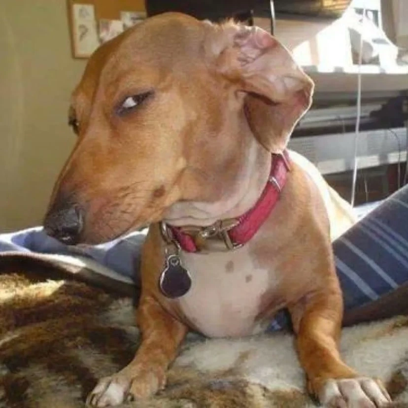 guys it's not what you think... (𝓯𝓻𝓮𝓪𝓴𝔂 warning) | HoYoLAB