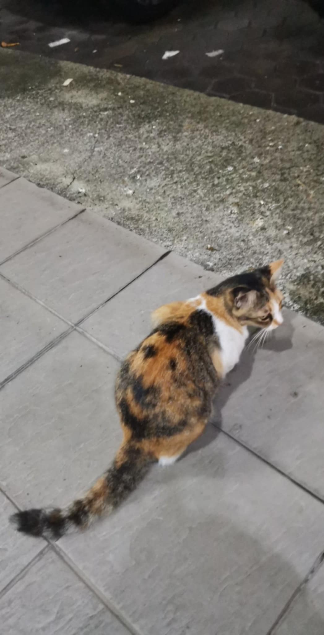 Diona Cat Genshin Impact | HoYoLAB