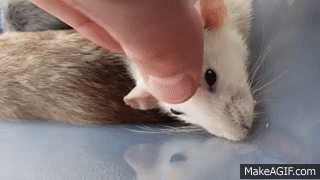 Rat facts Zenless Zone Zero | HoYoLAB