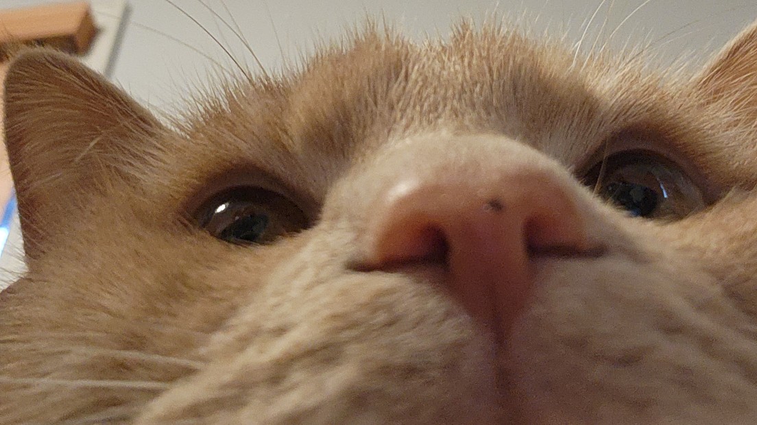 RENAME ?!?!?! I GASP WHO IS GHIS NEW PERSON??? /J | HoYoLAB