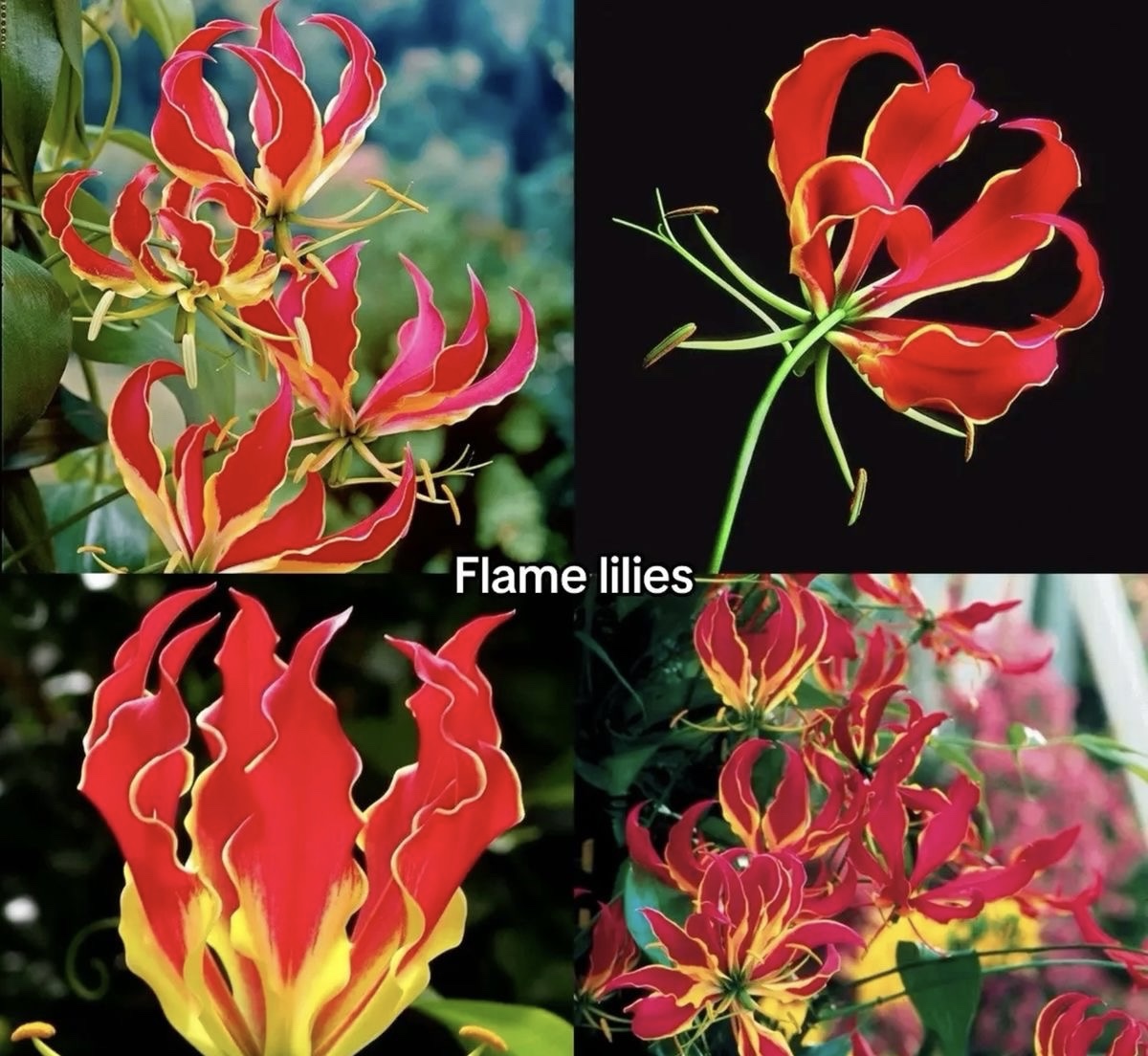 ~daily dose of flowers~ day 56 Genshin Impact | HoYoLAB