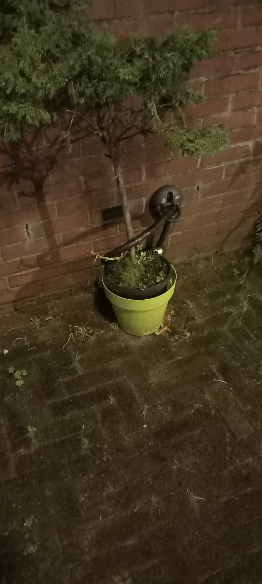 someone really likes their plant huh Genshin Impact | HoYoLAB