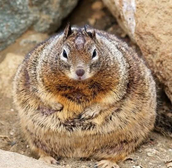 Obese squirrel… | HoYoLAB