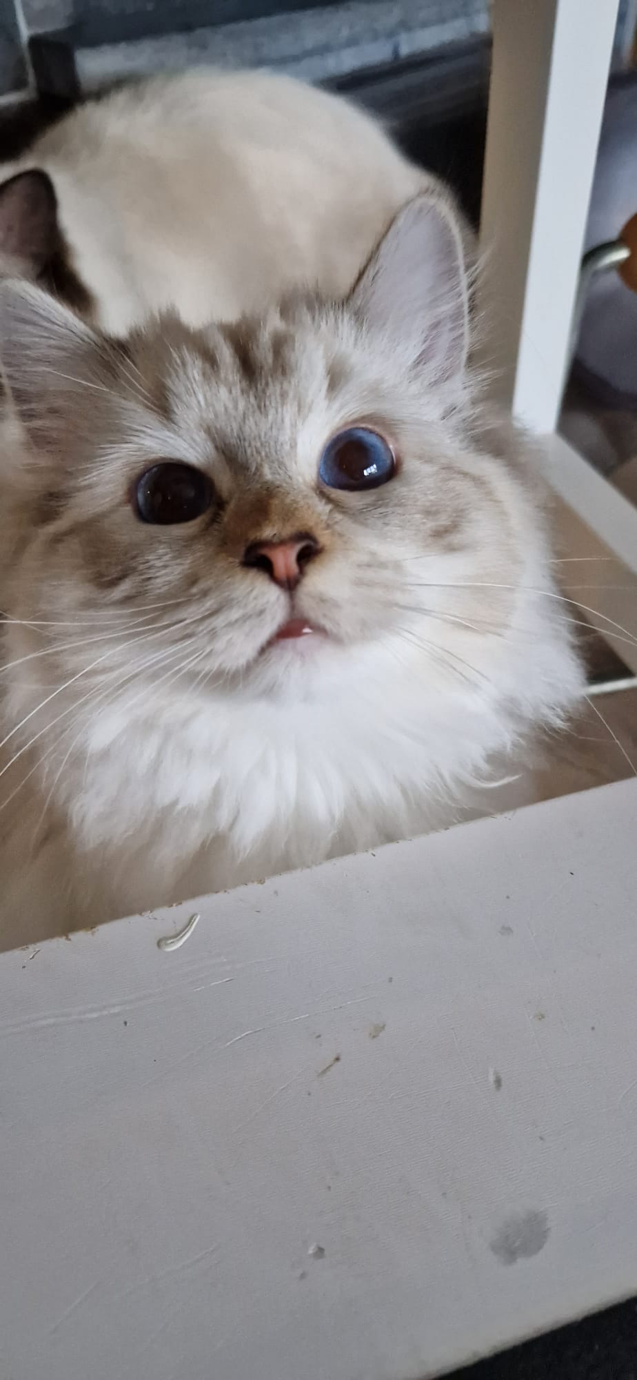 Here's some pics of my cats :3 Genshin Impact | HoYoLAB