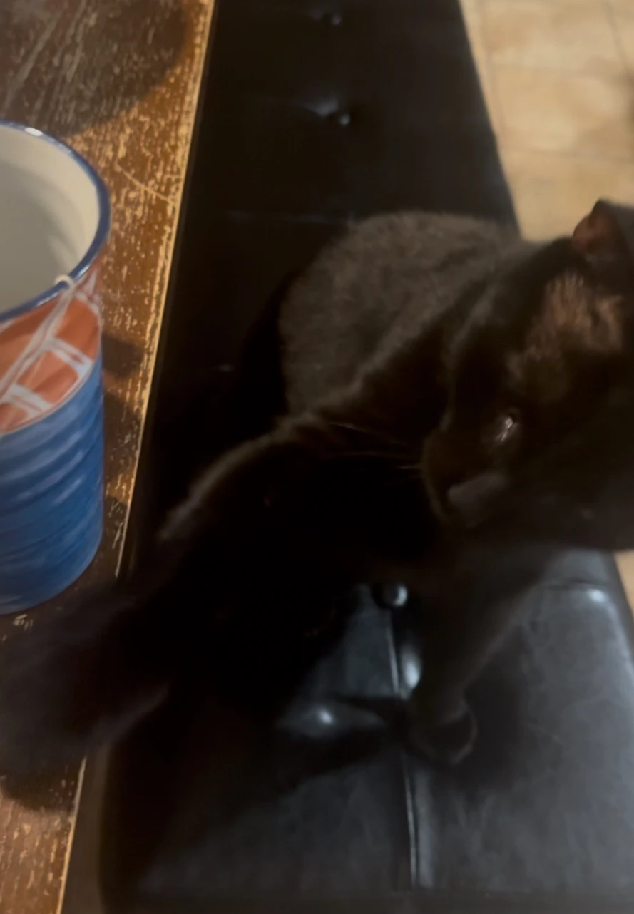 Car playing with thingy | HoYoLAB