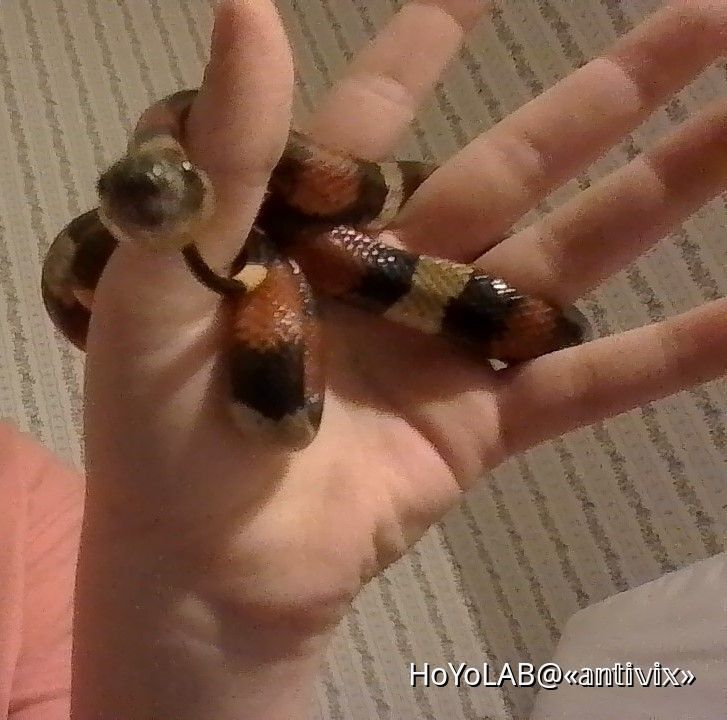 fvcked up rn | HoYoLAB