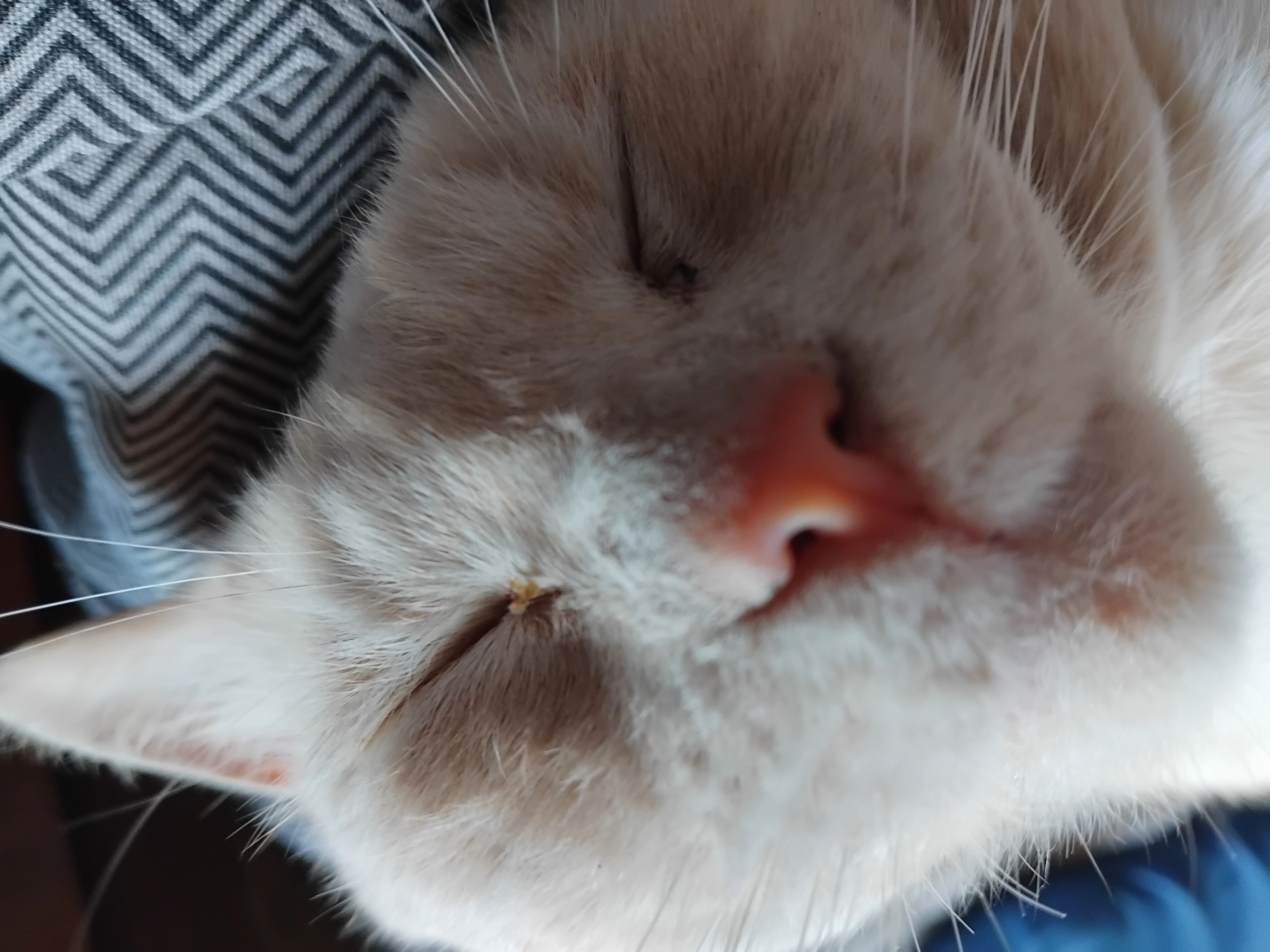 HERES A CAT POST CUZ YALL DESERVE IT Genshin Impact | HoYoLAB