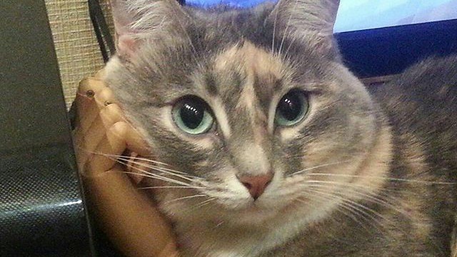 CAT CULT INCOMING RAHHHH | HoYoLAB
