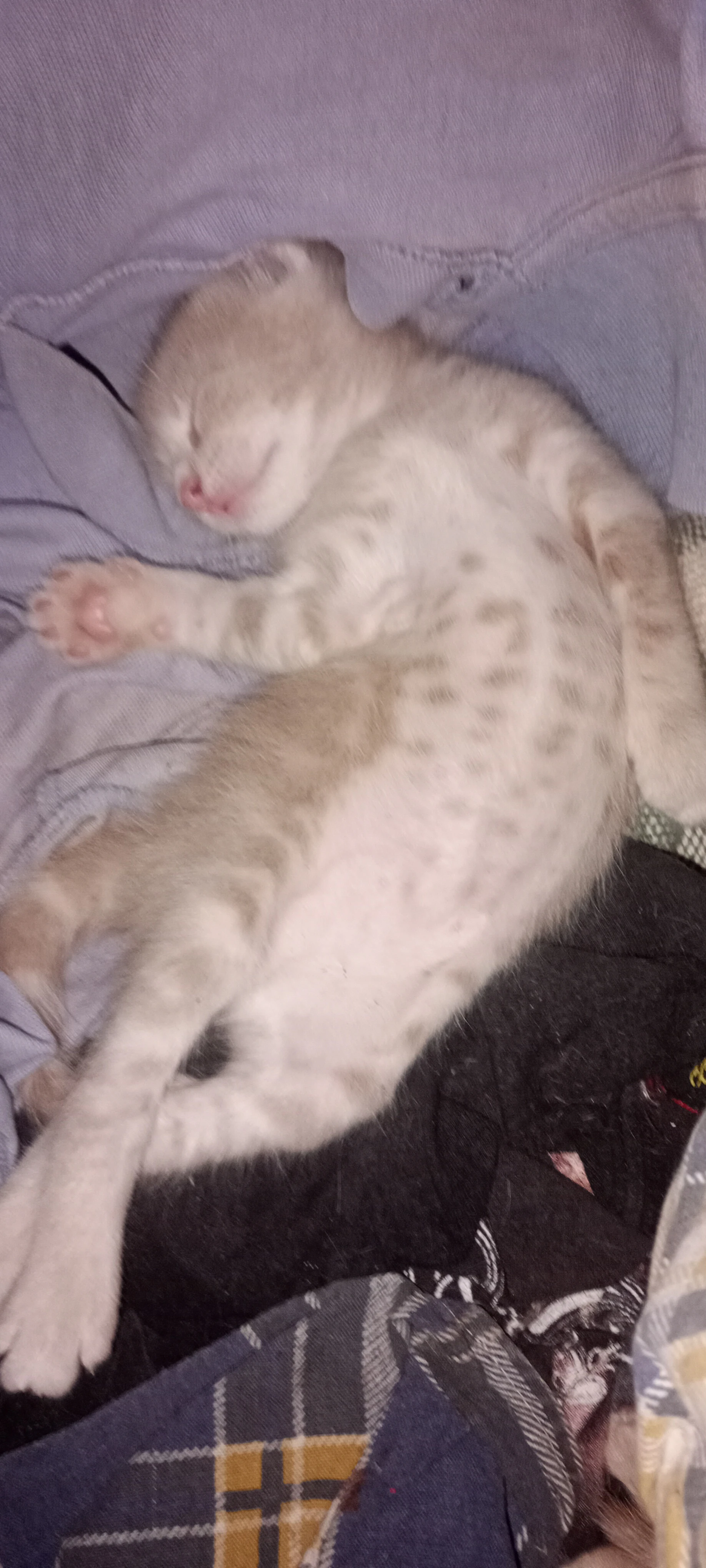 Look at this dumb ahh car | HoYoLAB