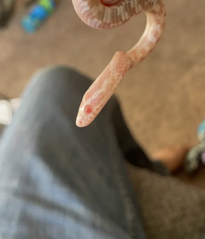 snake Genshin Impact | HoYoLAB