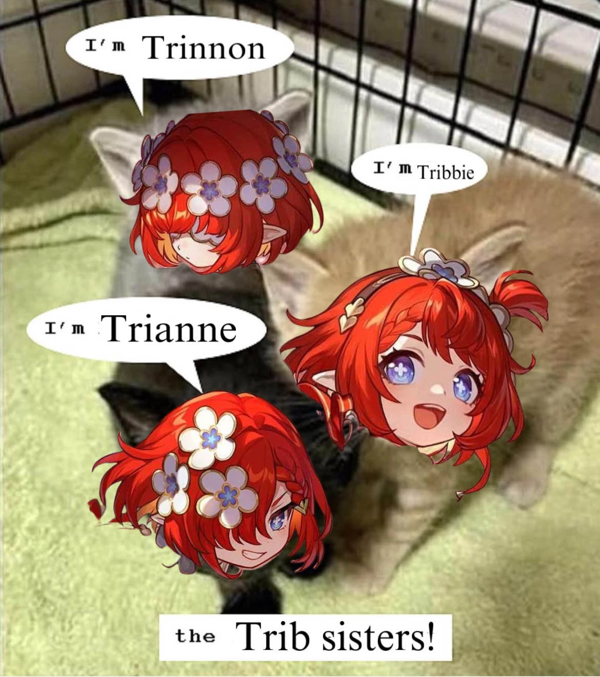 Trib Sisters Honkai: Star Rail | HoYoLAB