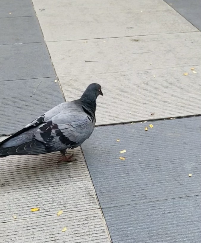 Pigeon. An every annoying one. | HoYoLAB