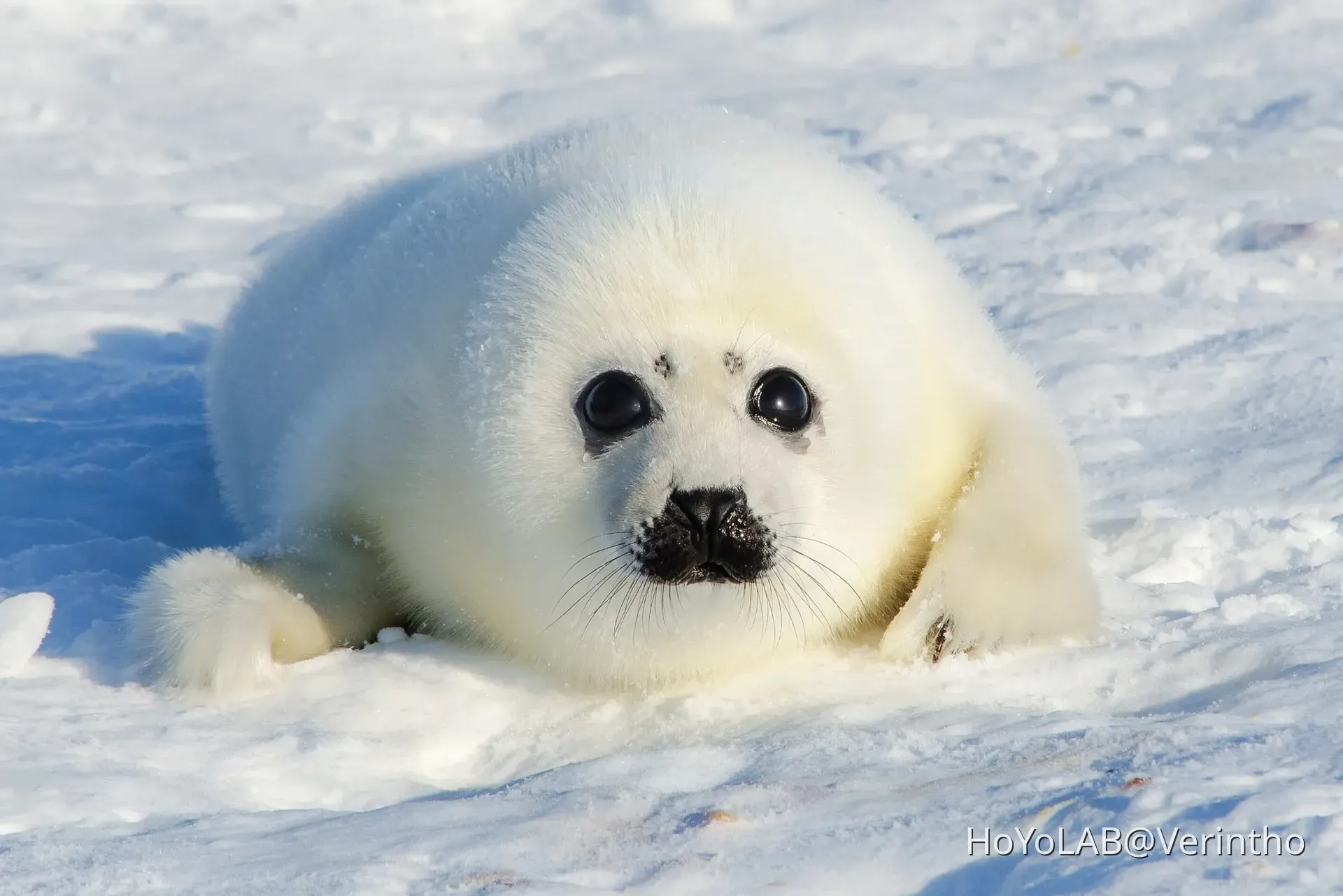 Seal, meet Seele! Seele, this is Seal! :3 *gives headpats* I pronounce ...