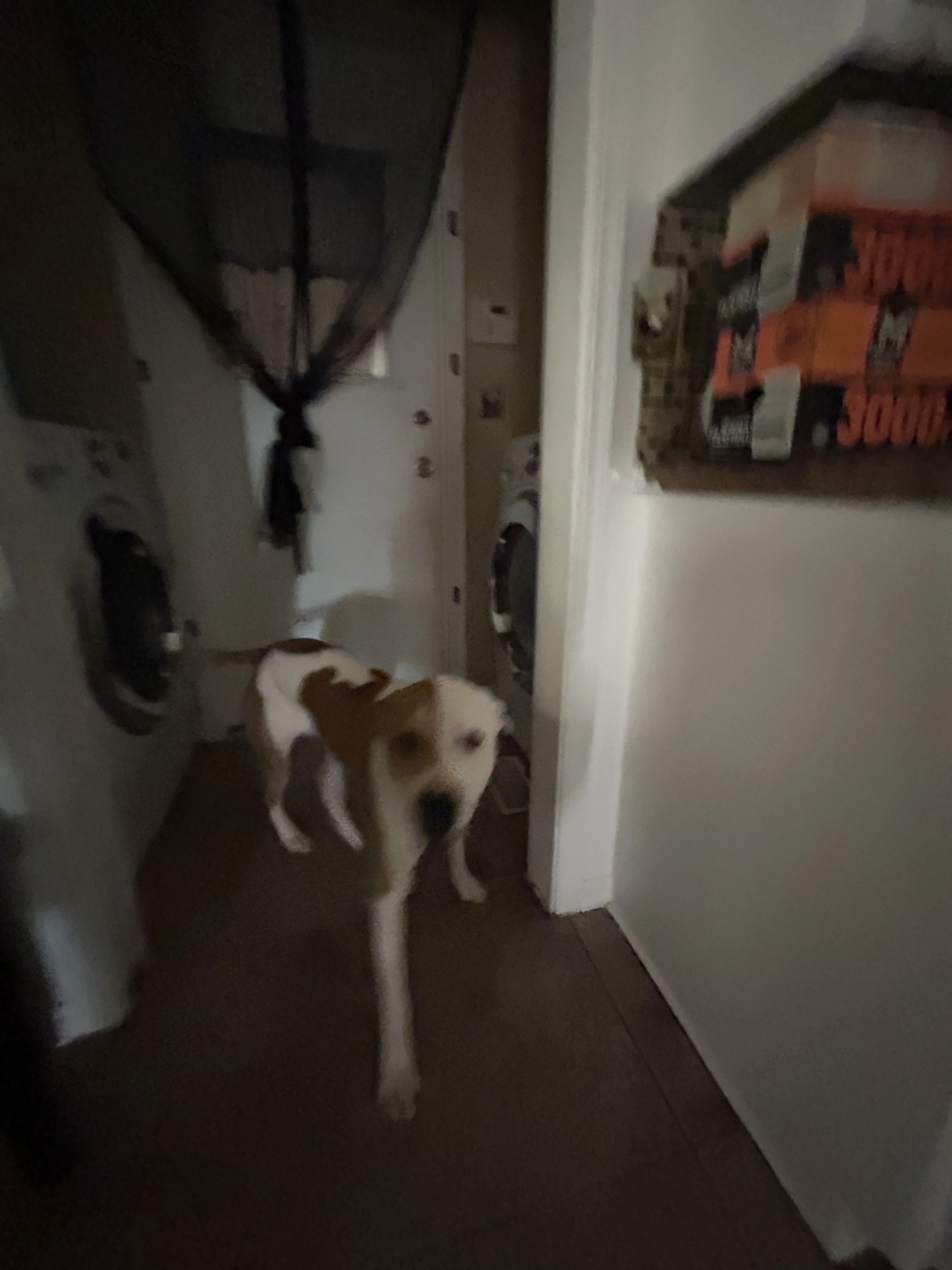 GUYS MY DOG IS TWEAKING😭😭😭 Genshin Impact | HoYoLAB