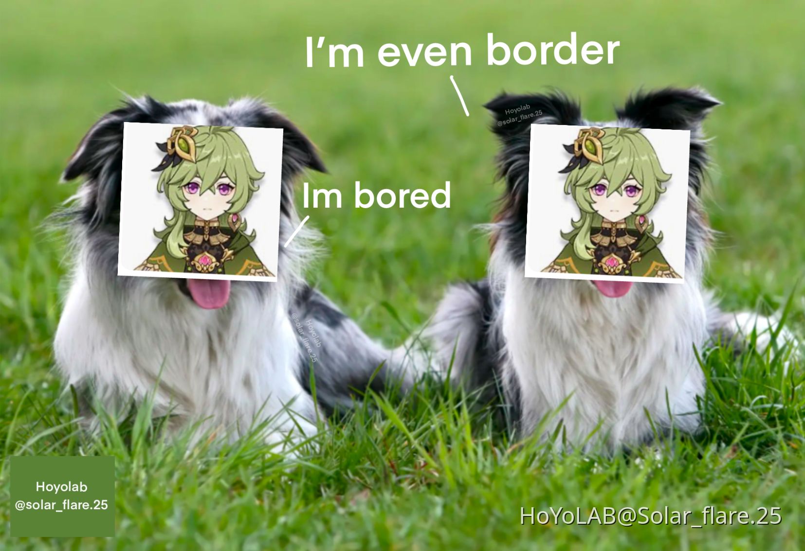 Get it? Border collei! Genshin Impact | HoYoLAB