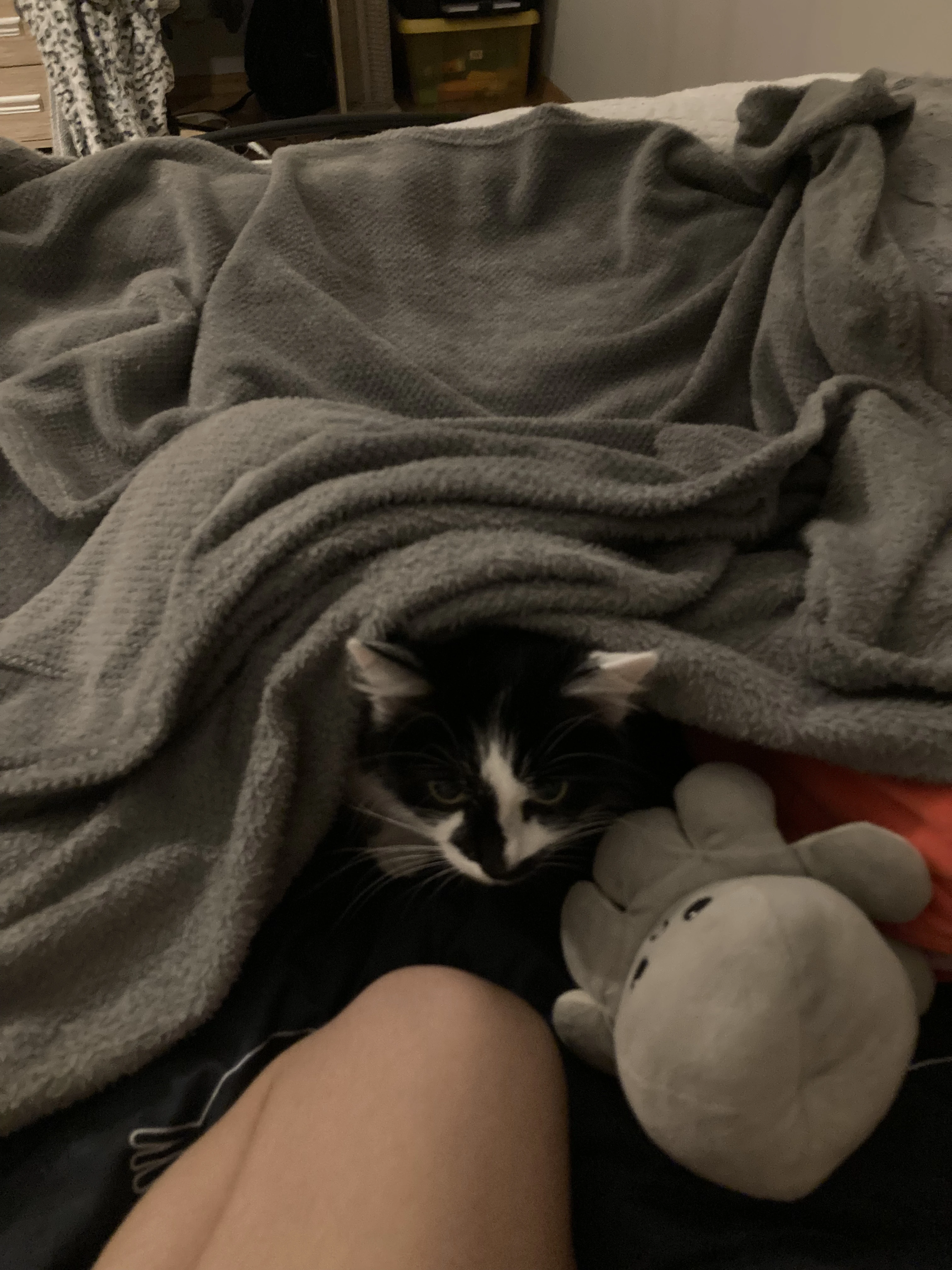 Super hiper massive family pets photo dump + goofy face reveal | HoYoLAB