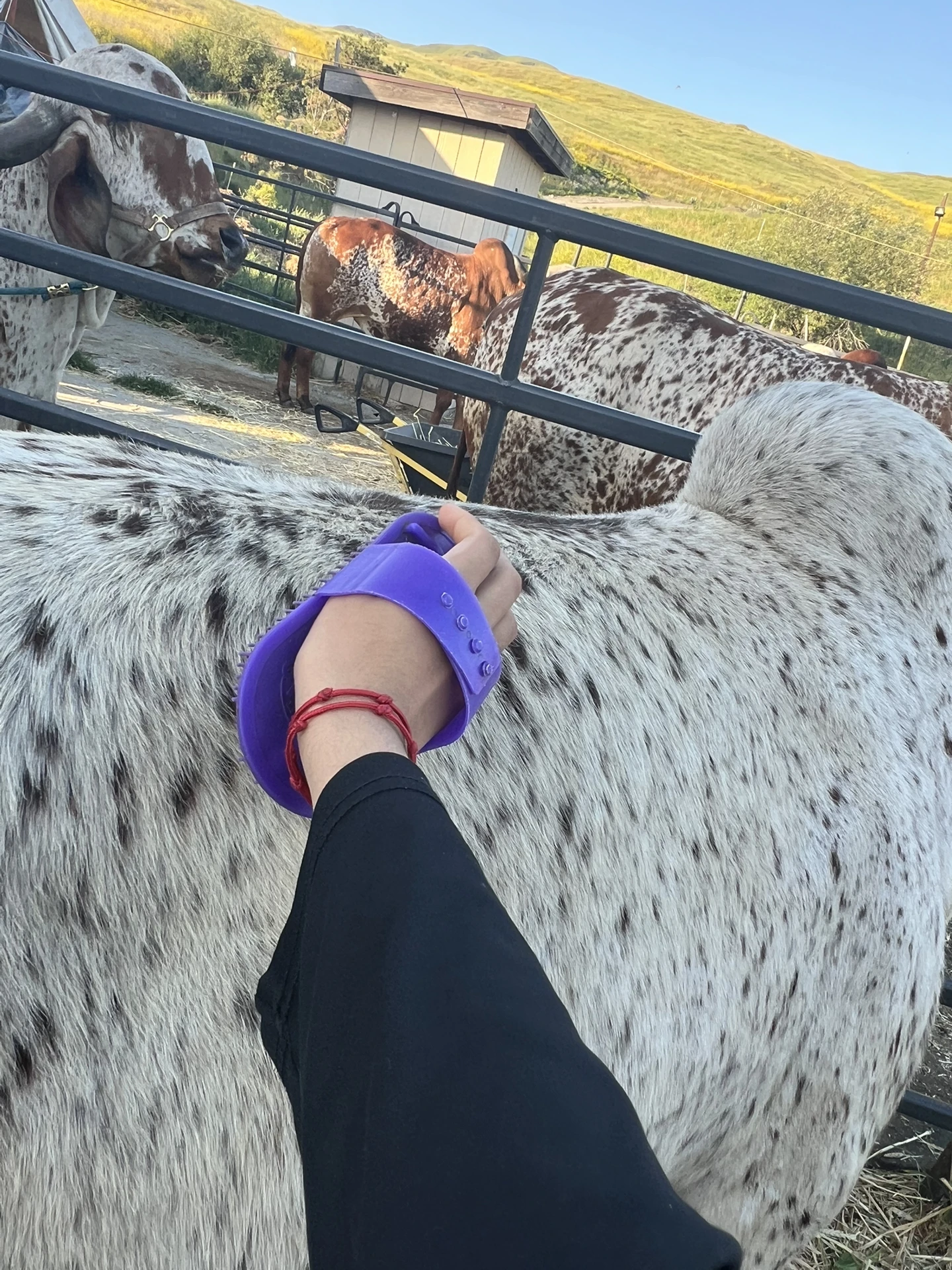 YesterdayIfed and brushed cows :> | HoYoLAB