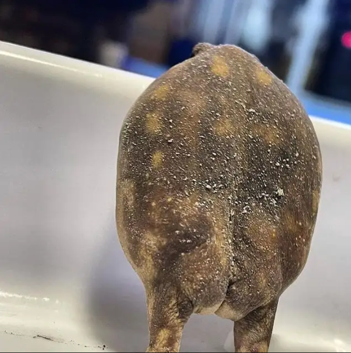 Gyatt damn! Genshin Impact | HoYoLAB