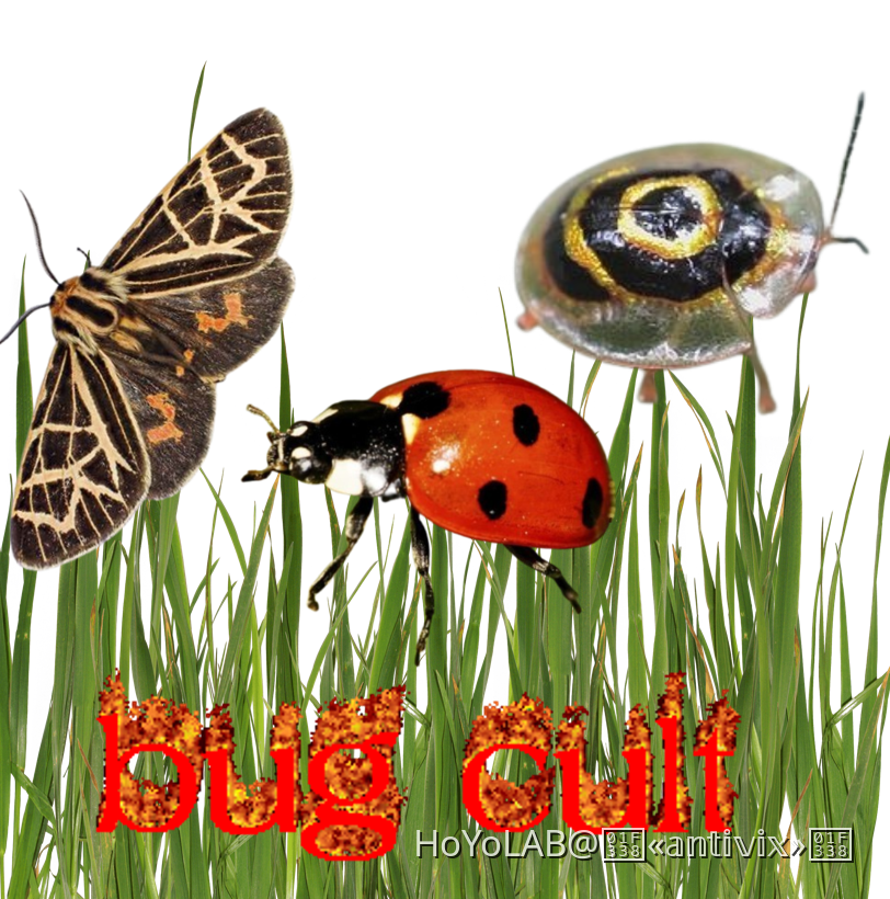 bugs for the bug cult, day seven | HoYoLAB