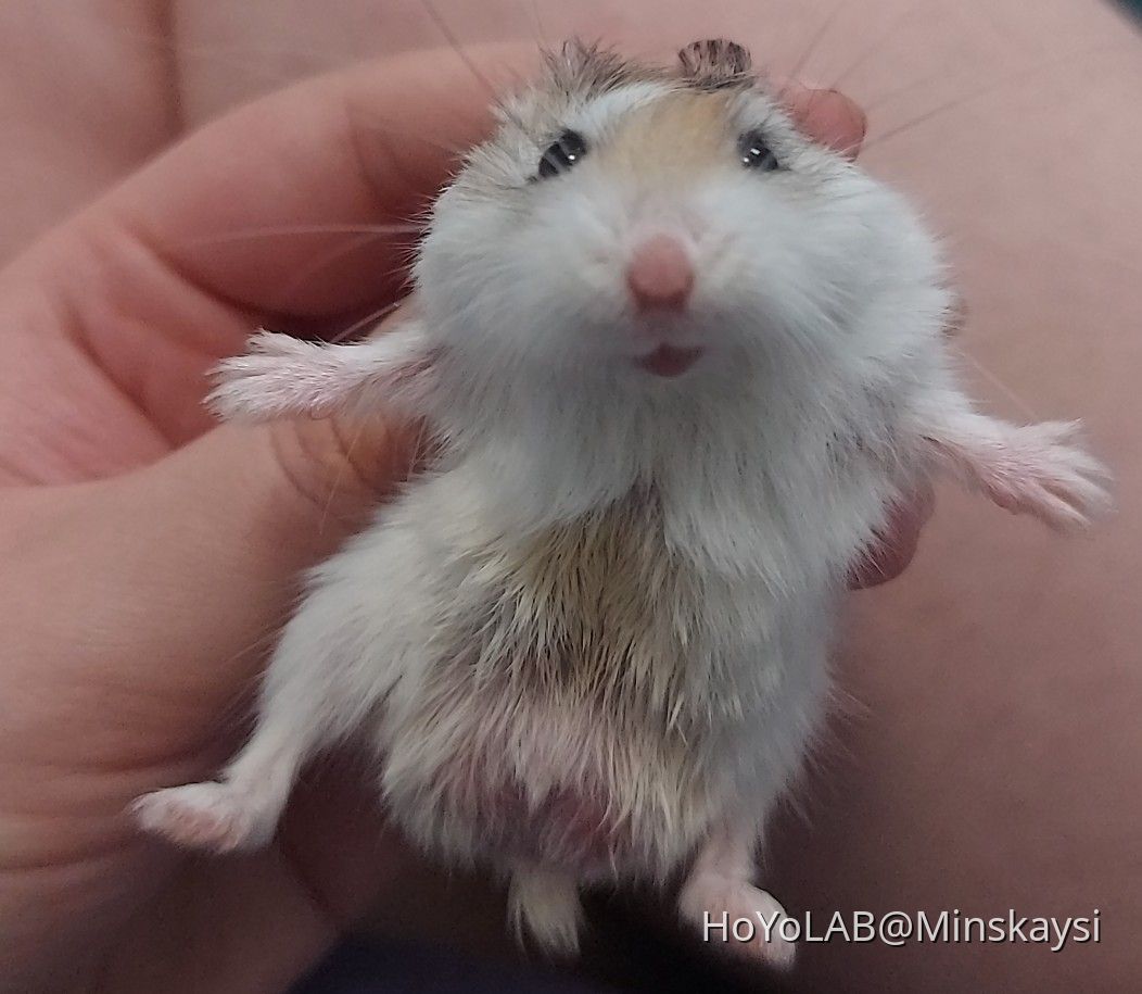 Henry the Hamster Genshin Impact | HoYoLAB