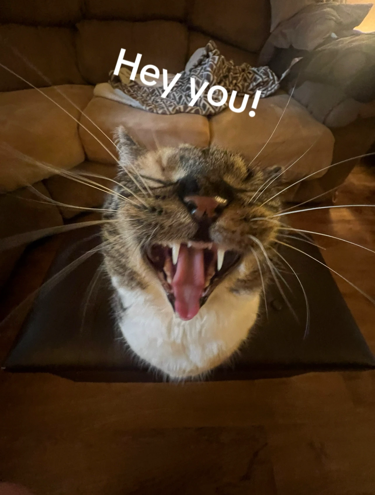Kitty rizz | HoYoLAB