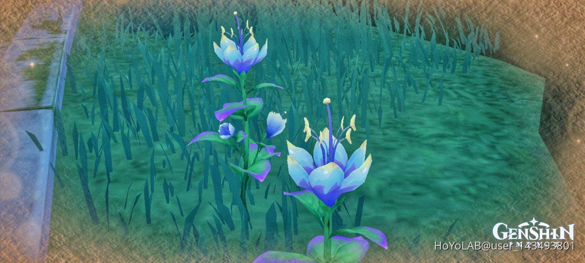 Teyvat's Flora Genshin Impact | HoYoLAB