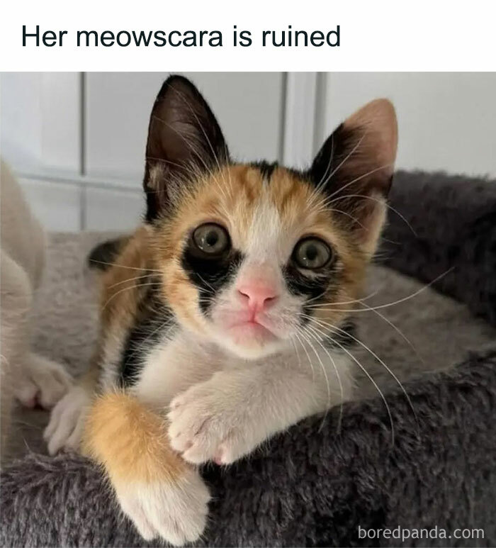 memes that AI could never meme | HoYoLAB