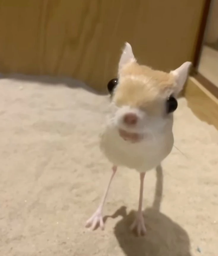 jerboa impact Genshin Impact | HoYoLAB