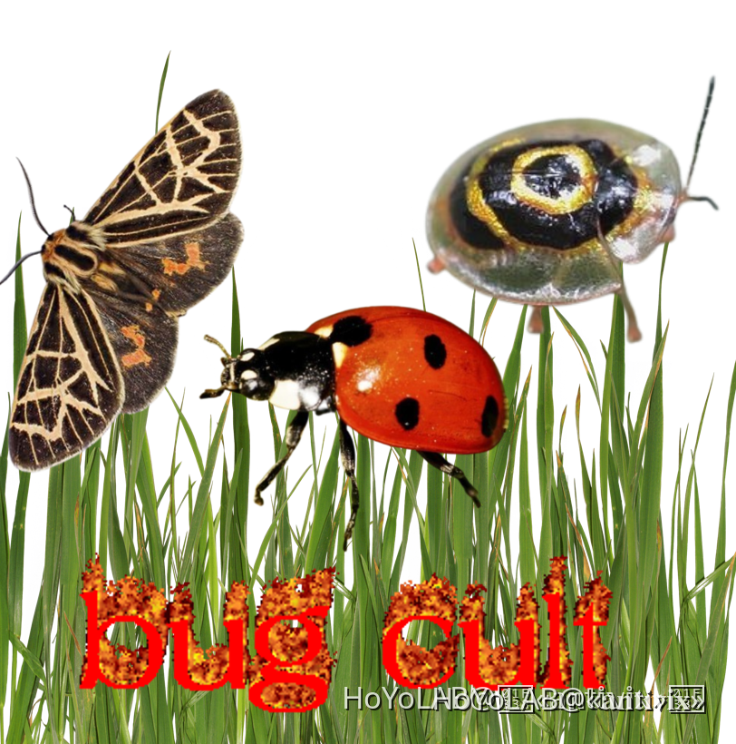 bugs for the bug cult, day twenty-four | HoYoLAB